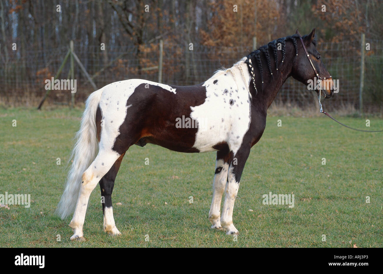 Lewitzer schecke hi-res stock photography and images - Alamy