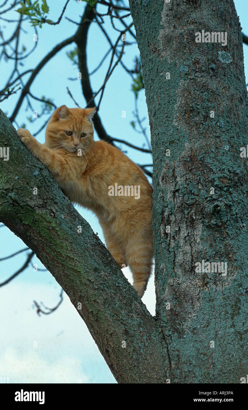domestic cat, house cat (Felis silvestris f. catus), red tomcat ...