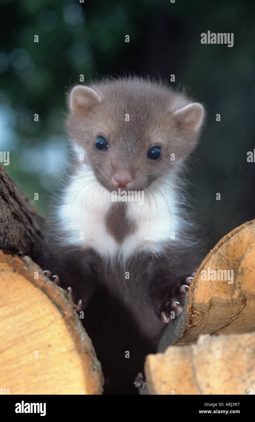 beech marten, stone marten (martes foina), on pile, portrait, frontal ...