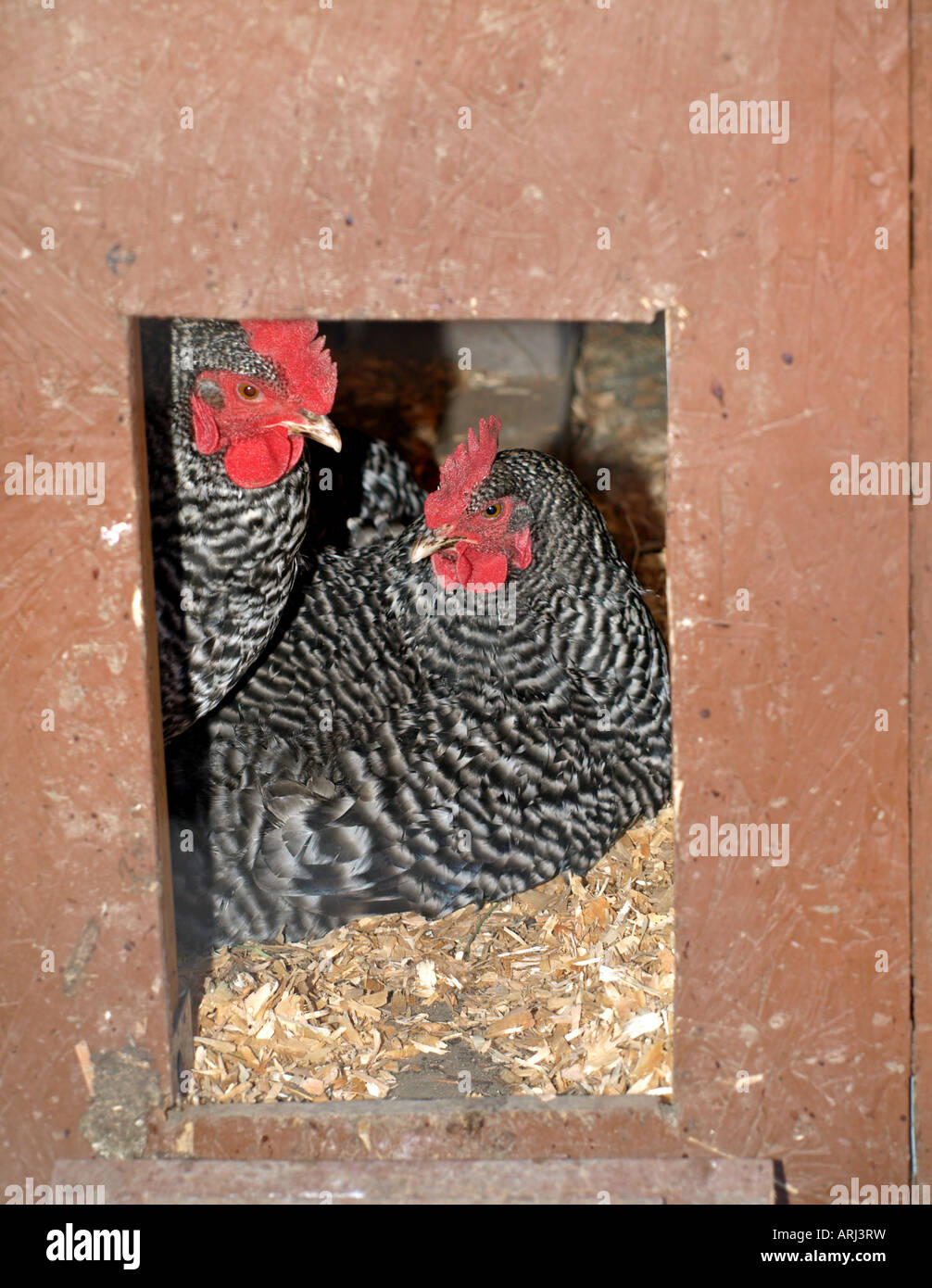 USA Two barred plymouth rock hen chickens peek out from their coop ...