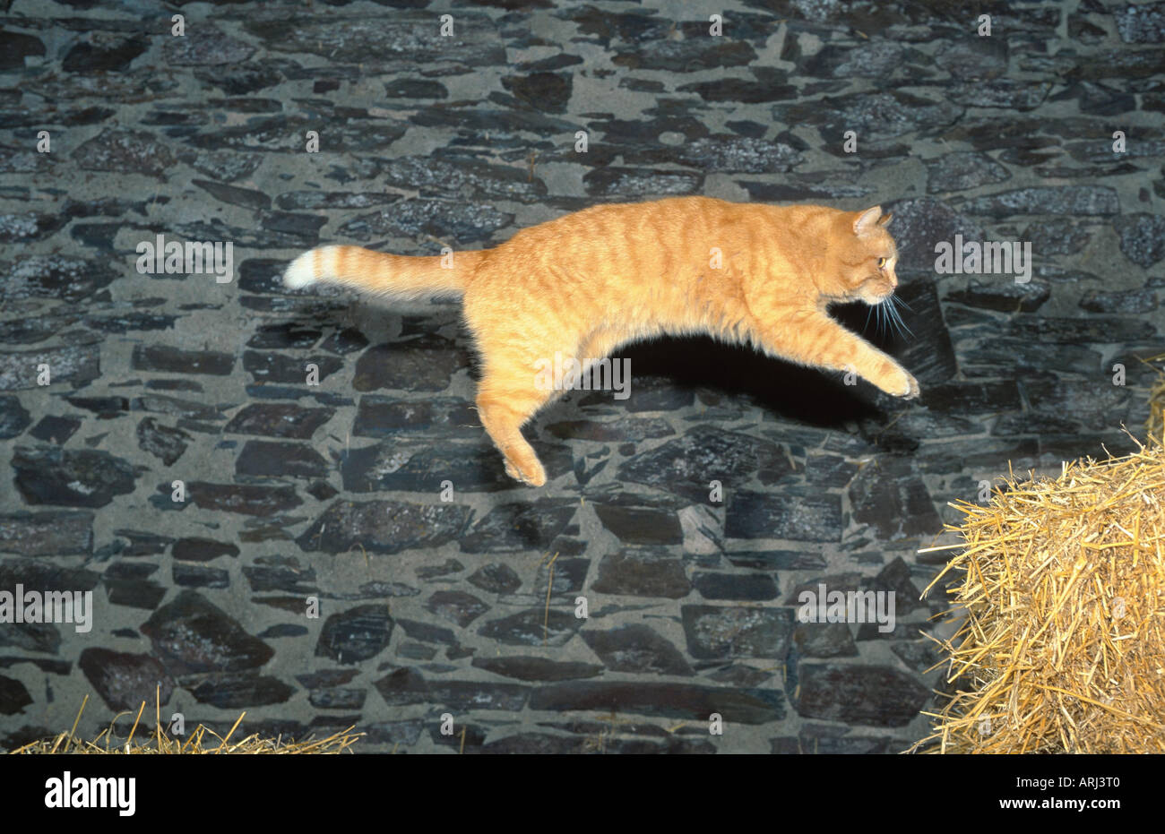 L tomcat hi-res stock photography and images - Alamy