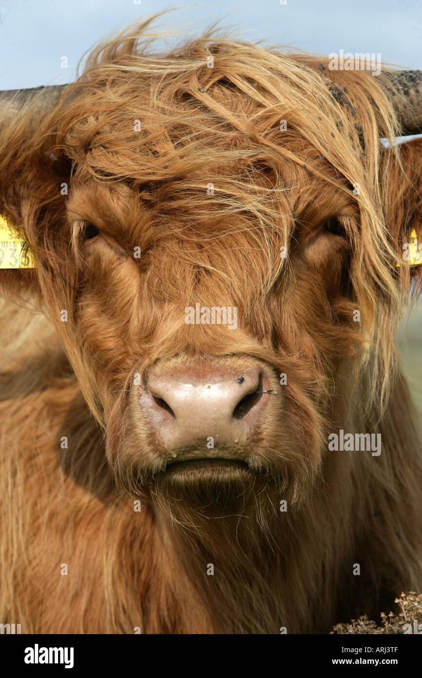 Female highland cow hi-res stock photography and images - Alamy