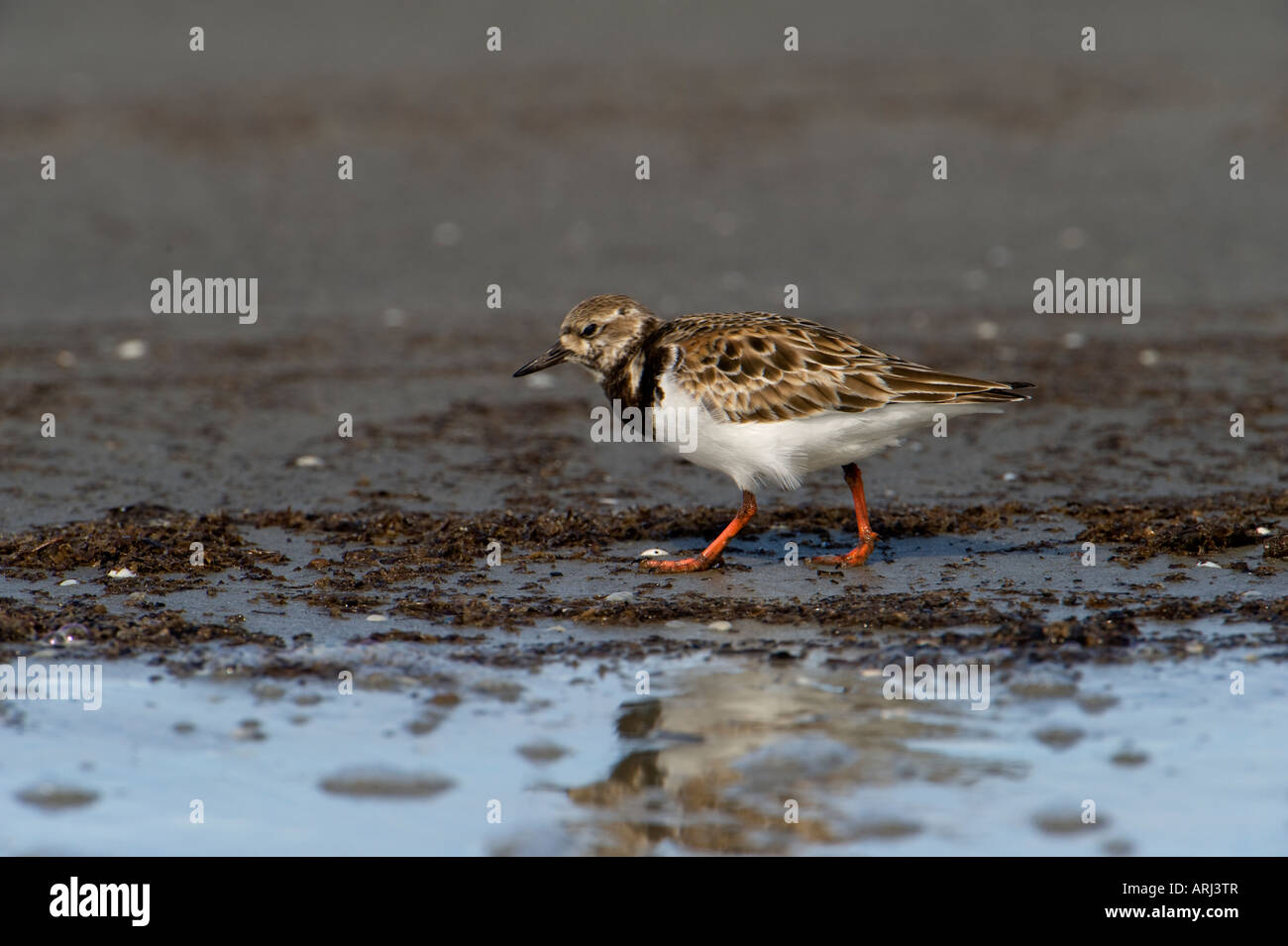 Ruddy turnstone flying hi-res stock photography and images - Alamy