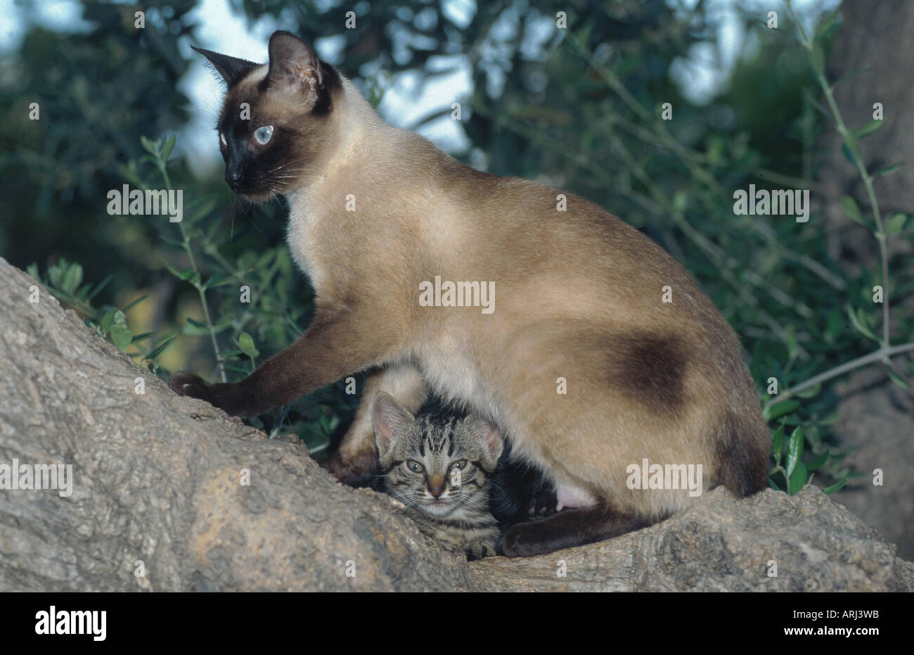 Felis l hi-res stock photography and images - Alamy