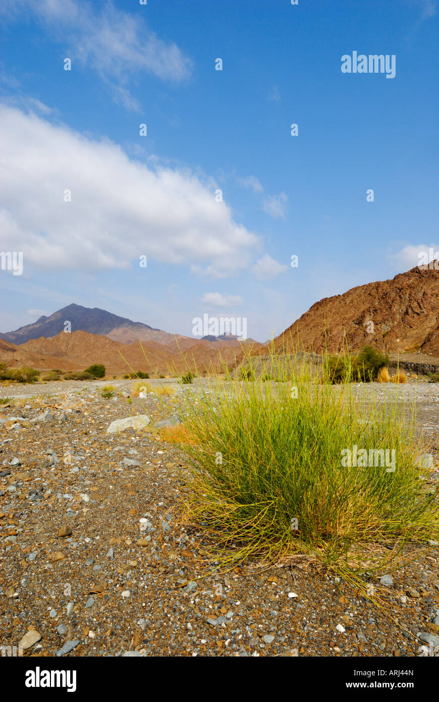 Dry wadi, Oman Stock Photo - Alamy