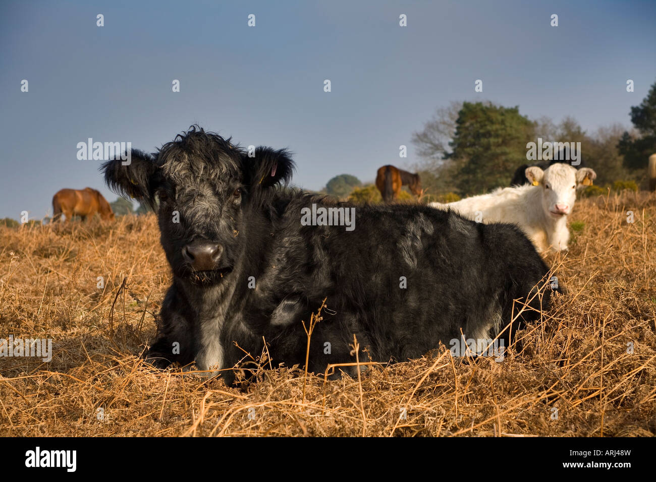 New cattle disease hi-res stock photography and images - Alamy