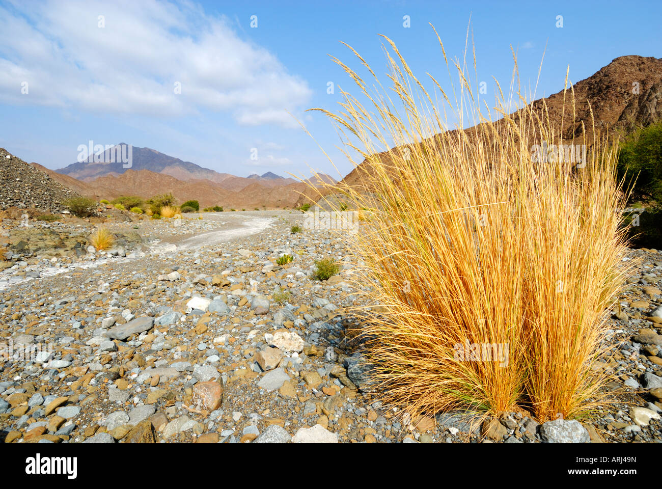 Dry wadi hi-res stock photography and images - Alamy