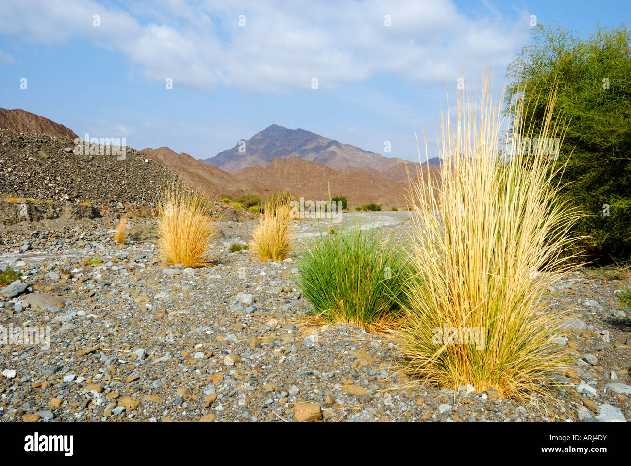 Dry wadi, Oman Stock Photo - Alamy