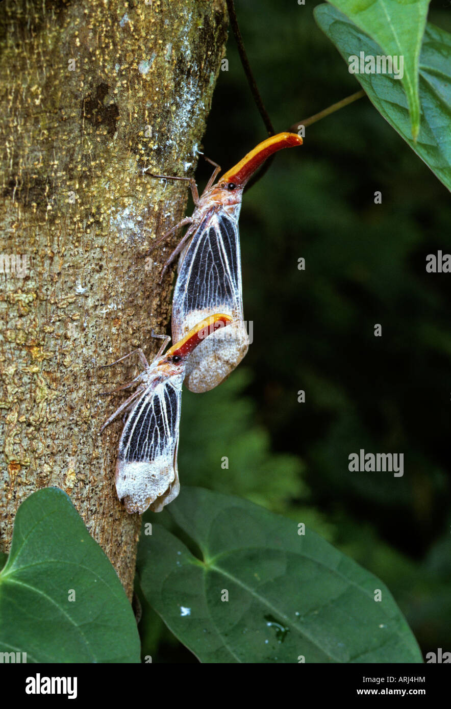 Lantern headed bug, Family Fulgoridae. Malaysian rainforest Stock Photo ...