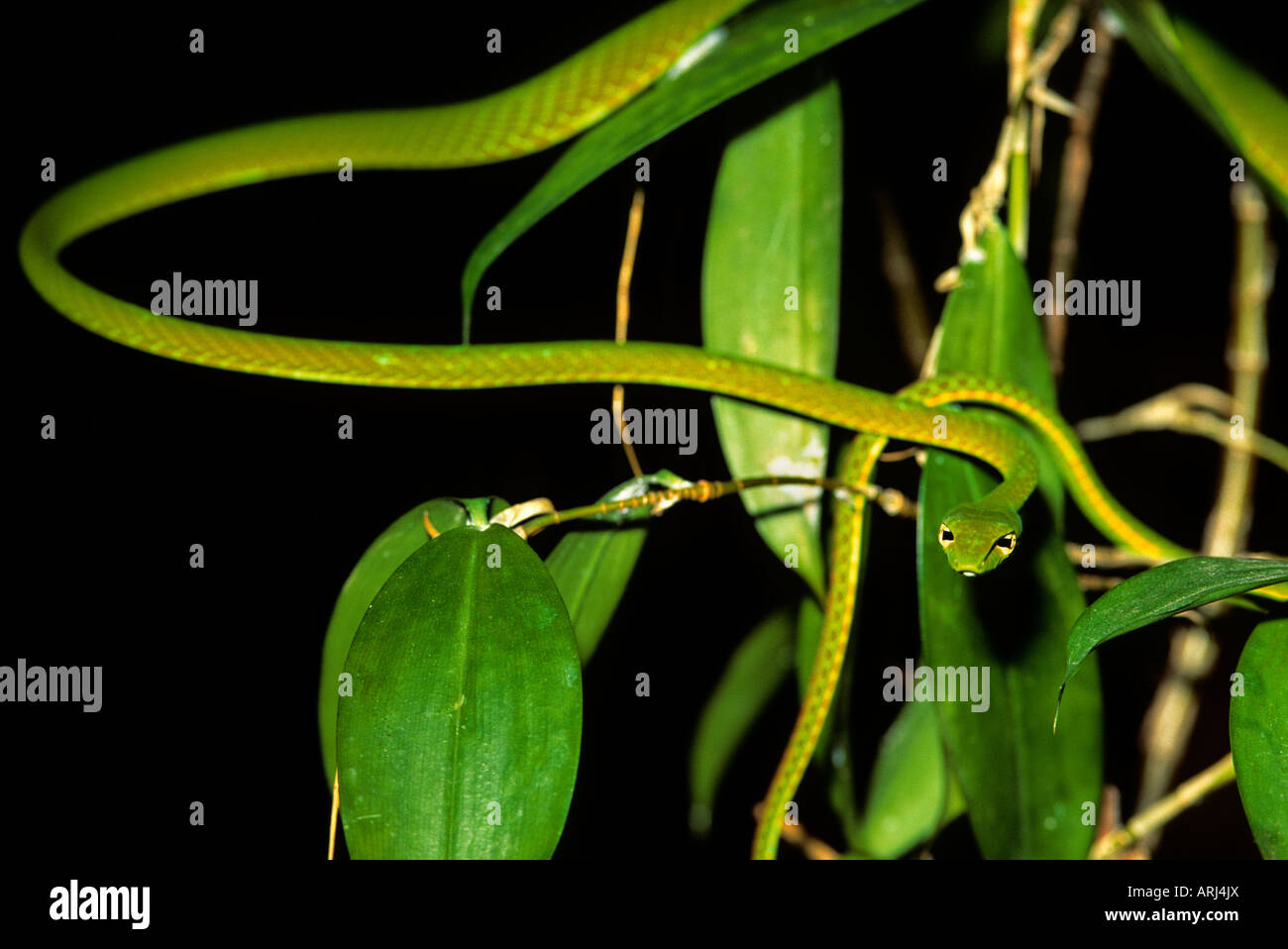 Malaysian rainforest Oriental Whip snake Ahaetulla prasina Stock Photo ...