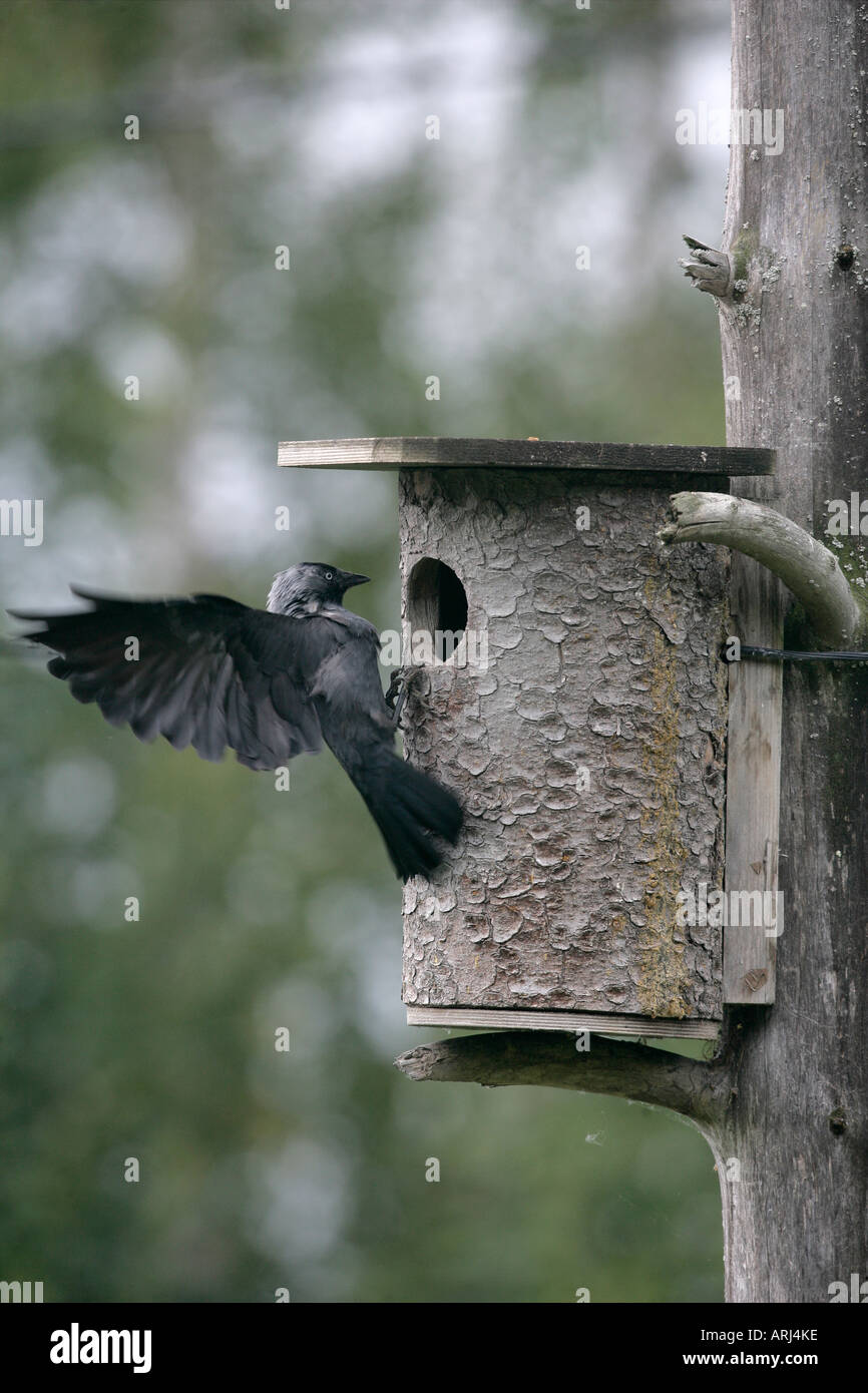 Jackdaw nest box hi-res stock photography and images - Alamy