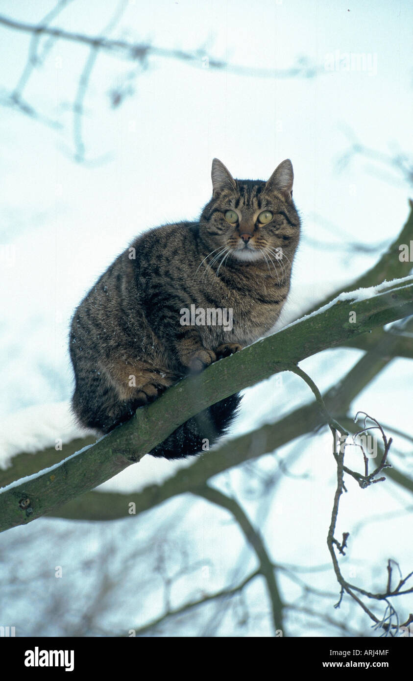 domestic cat (Felis silvestris f. catus), sitting in tree Stock Photo ...