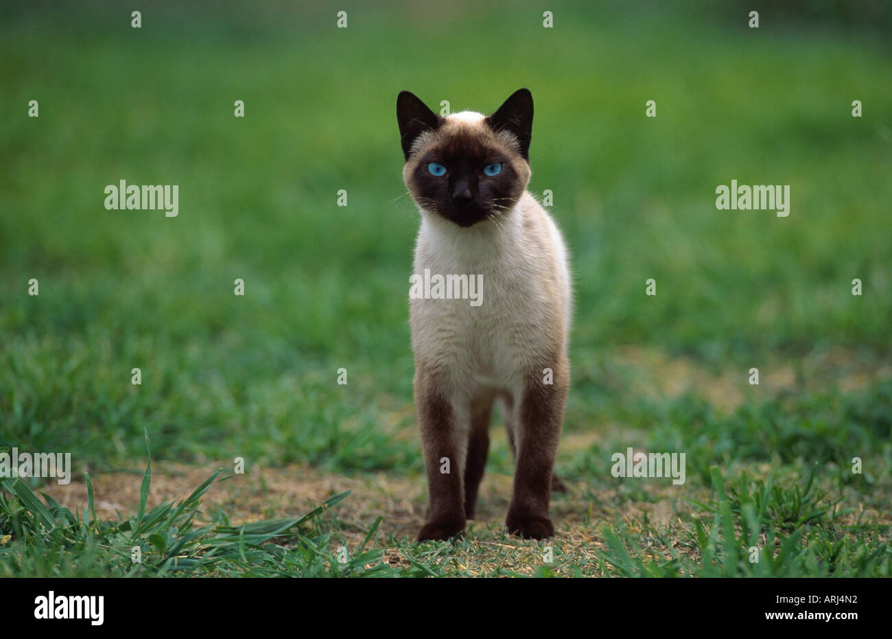 Manx cat felis hi-res stock photography and images - Alamy