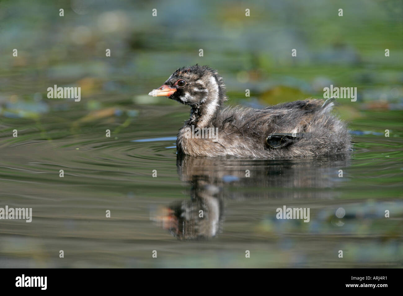 Young grebe hi-res stock photography and images - Alamy