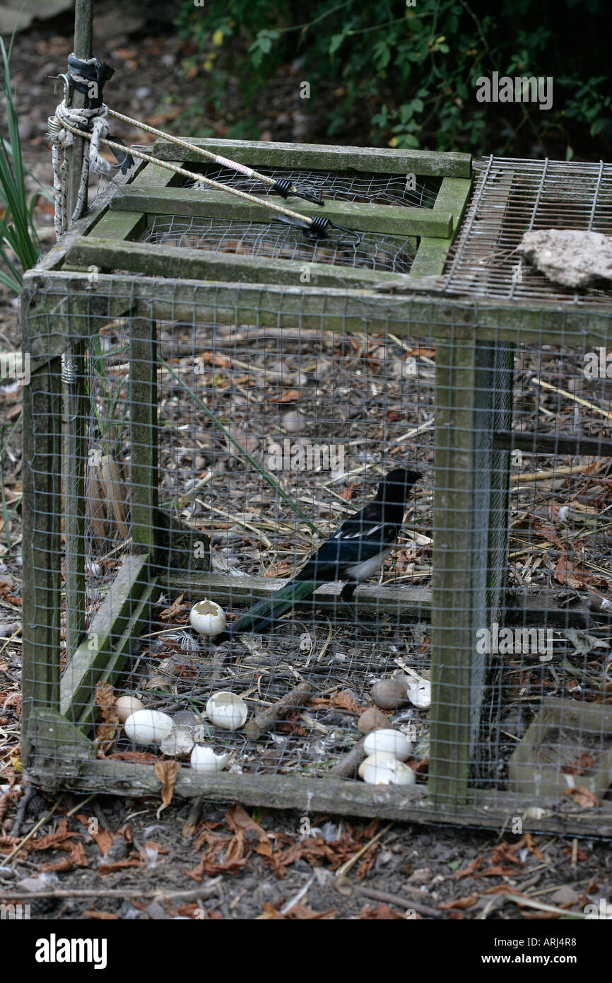 Magpie trap hi-res stock photography and images - Alamy