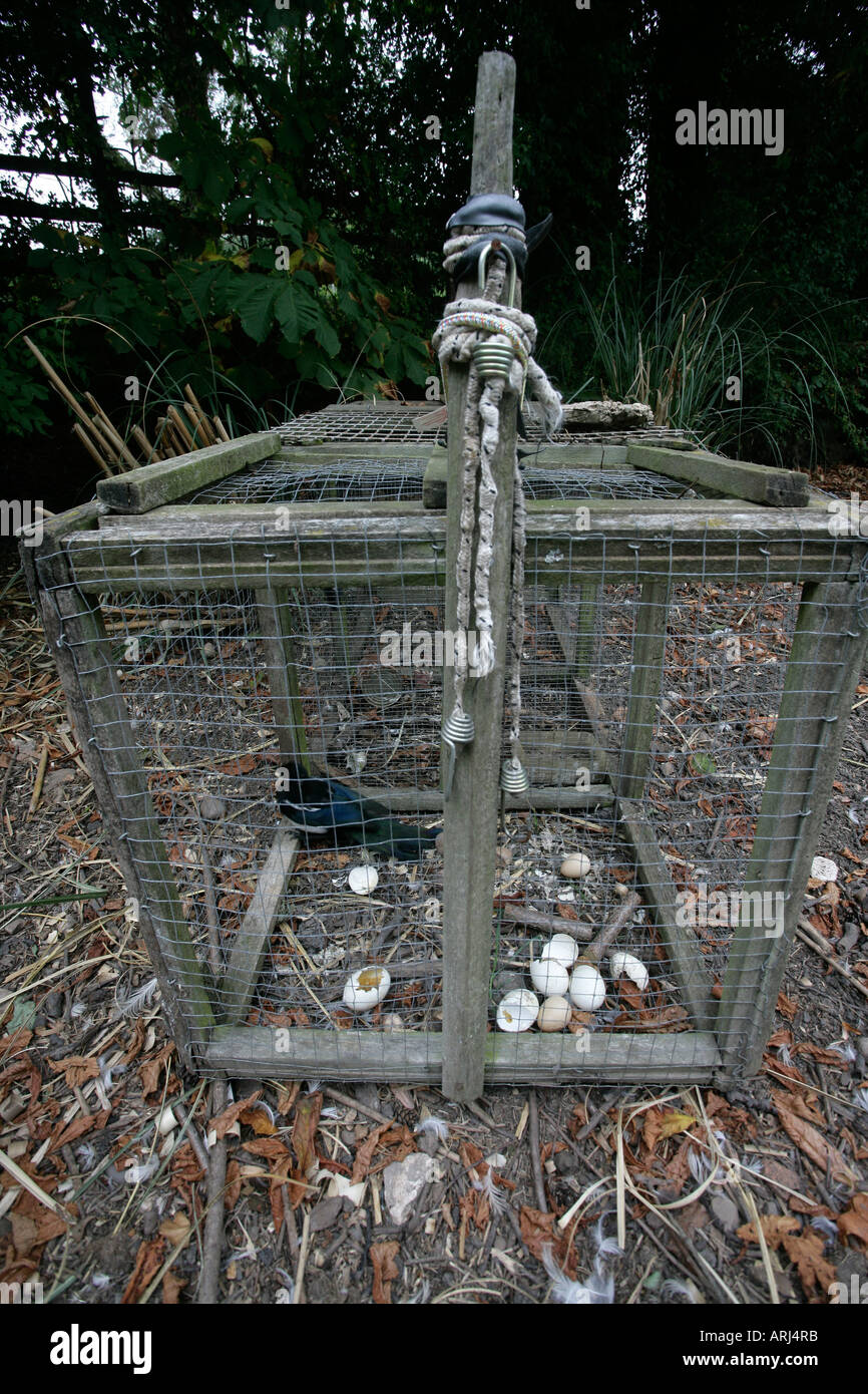 Magpie trap hi-res stock photography and images - Alamy