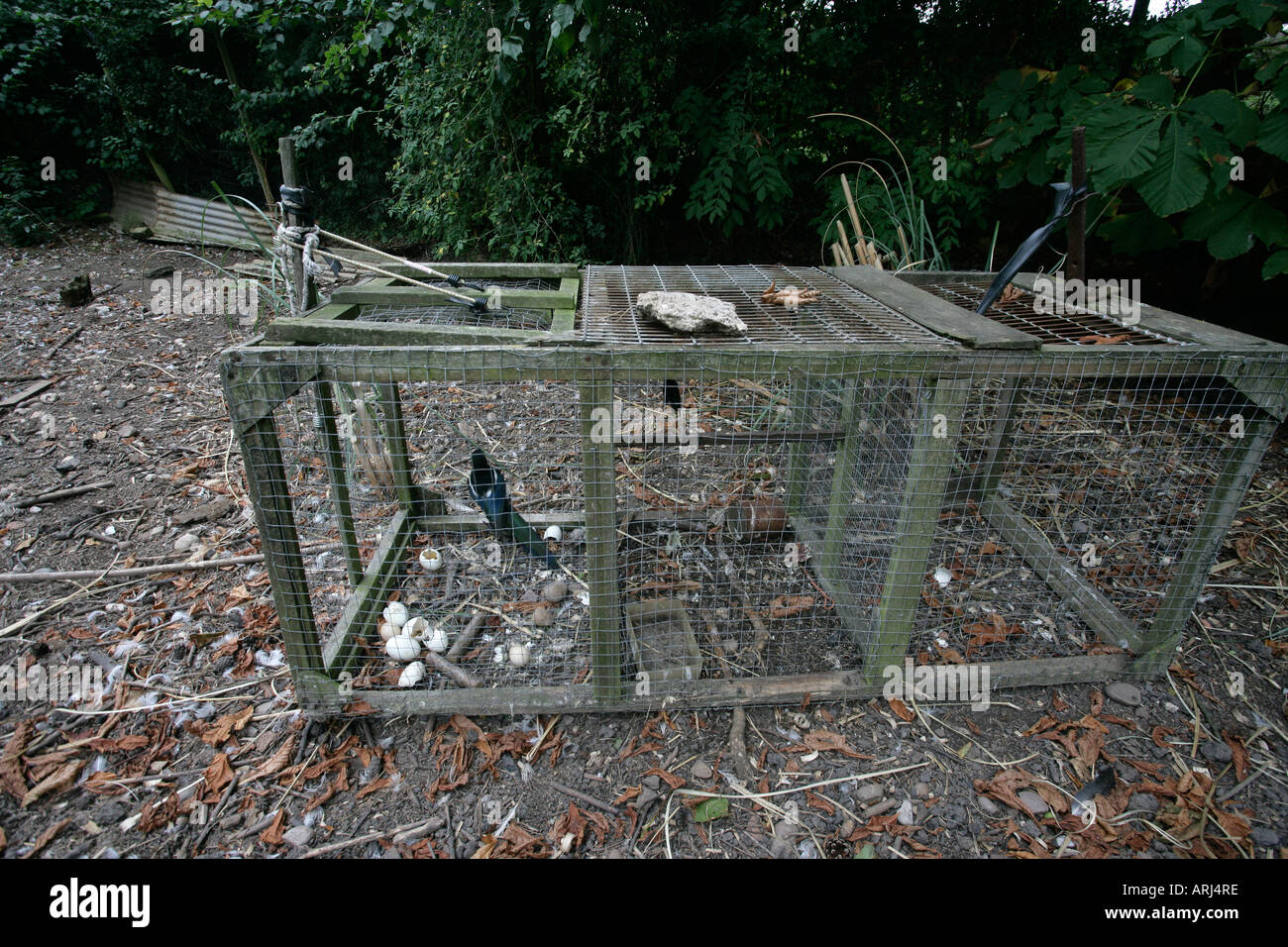 Magpie trap hi-res stock photography and images - Alamy