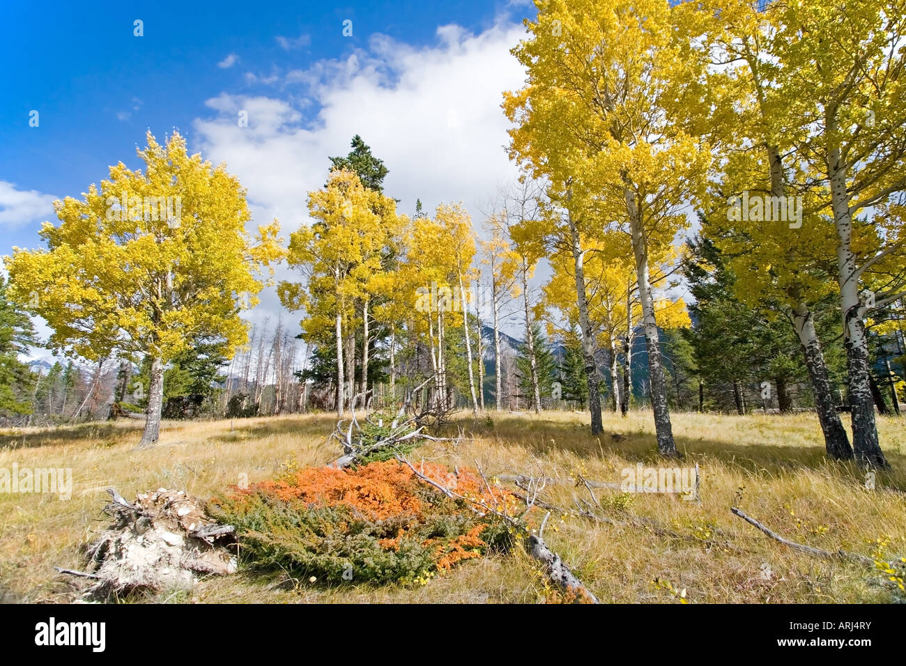 Colorful autumn leaves and beautiful fall outdoors nature landscapes of ...