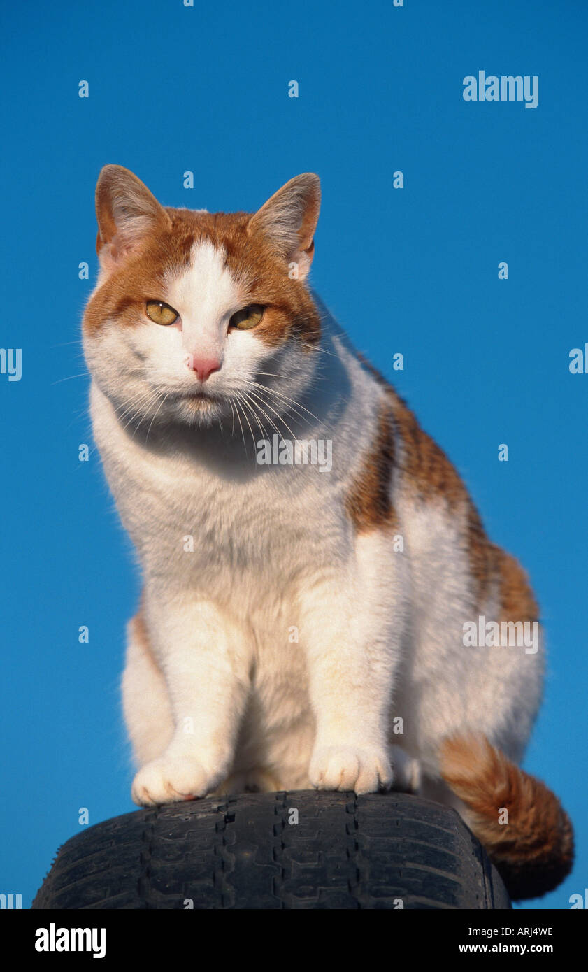 domestic cat (Felis silvestris f. catus), red-white tomcat Stock Photo ...