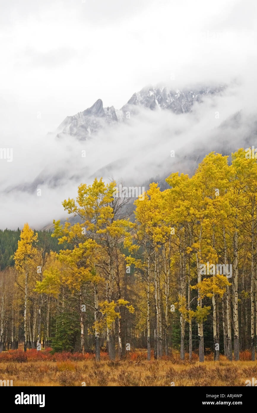 Fall trees banff hi-res stock photography and images - Alamy