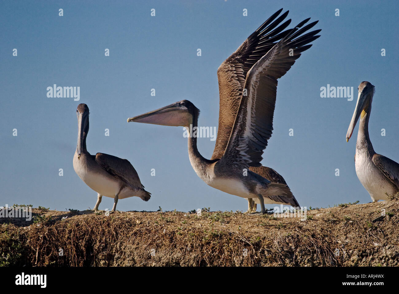 BROWN PELICANS (Pelecanus Occidentalis) an endangered species roosting ...