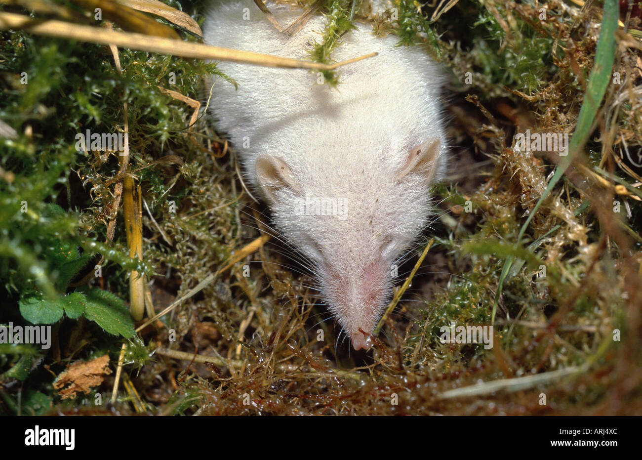 bicoloured white-toothed shrew (Crocidura leucodon), albino Stock Photo ...