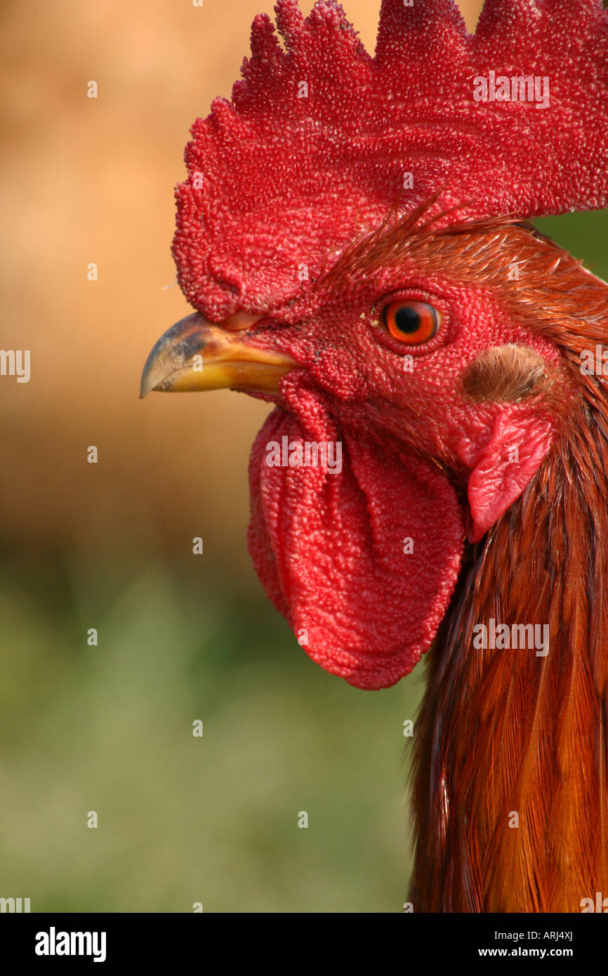 Beak patterns hi-res stock photography and images - Alamy