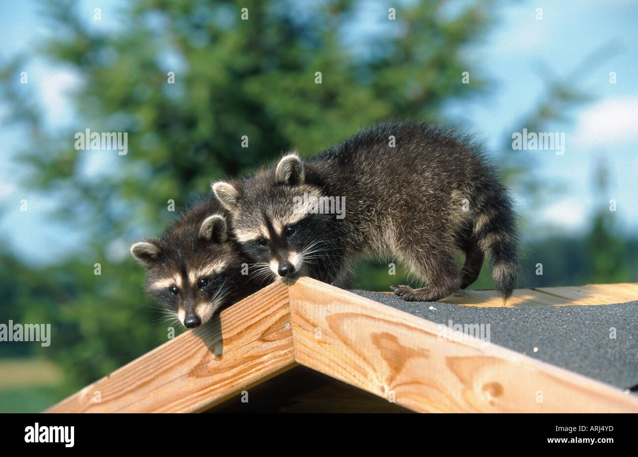 common raccoon (Procyon lotor), couple on garden house Stock Photo - Alamy
