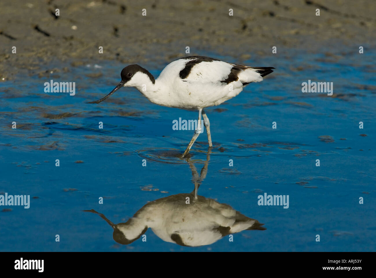Saebelschnaebler Recurvirostra avosetta Pied avocet Stock Photo - Alamy