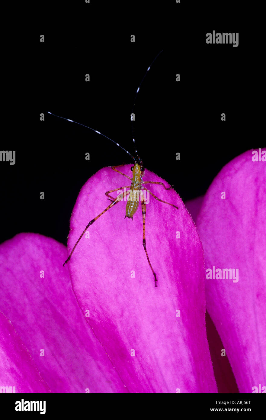 Baby katydid insect bug hi-res stock photography and images - Alamy