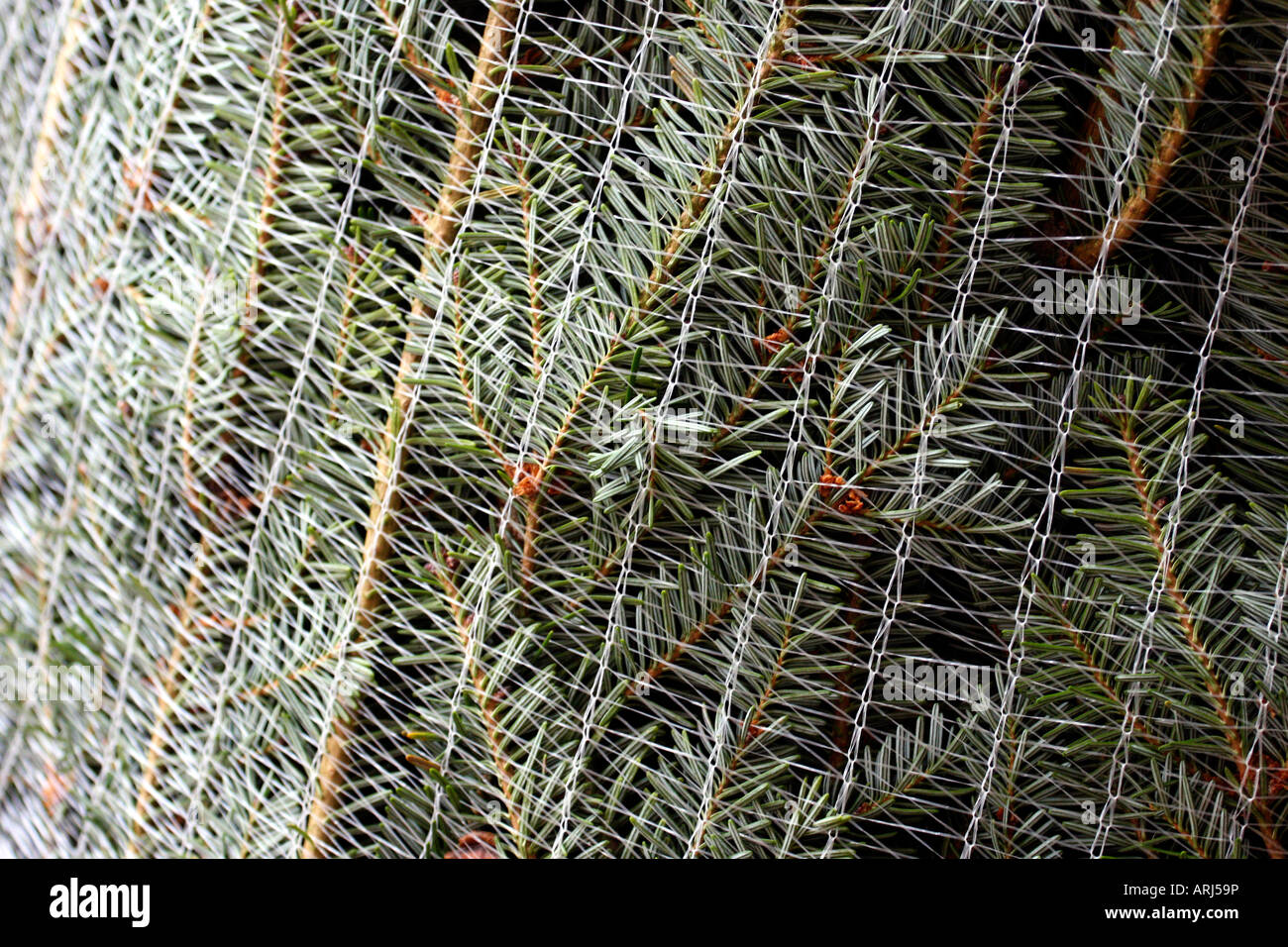 Real Christmas tree still wrapped in its netting Stock Photo - Alamy