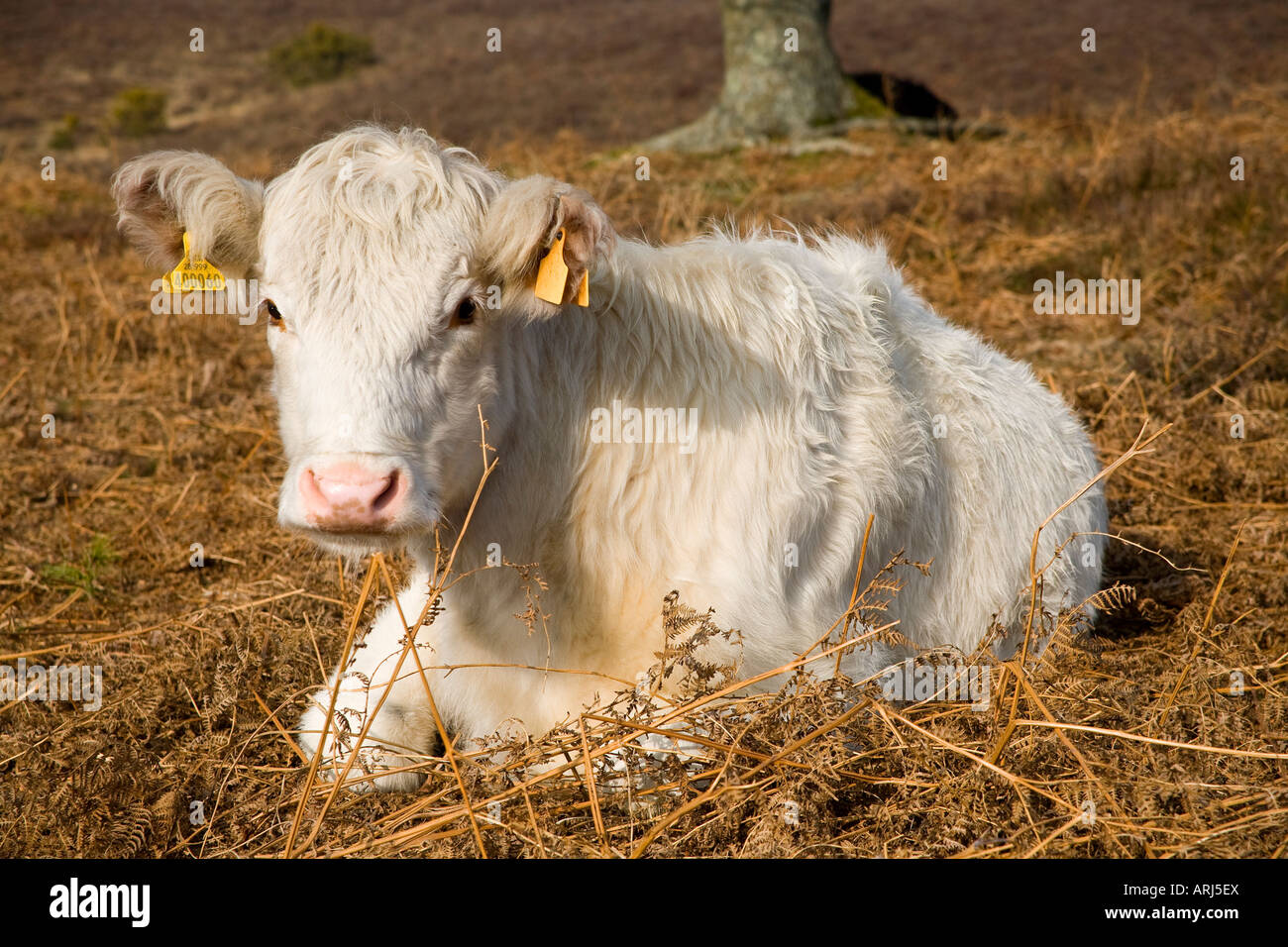 White park cattle hampshire hi-res stock photography and images - Alamy