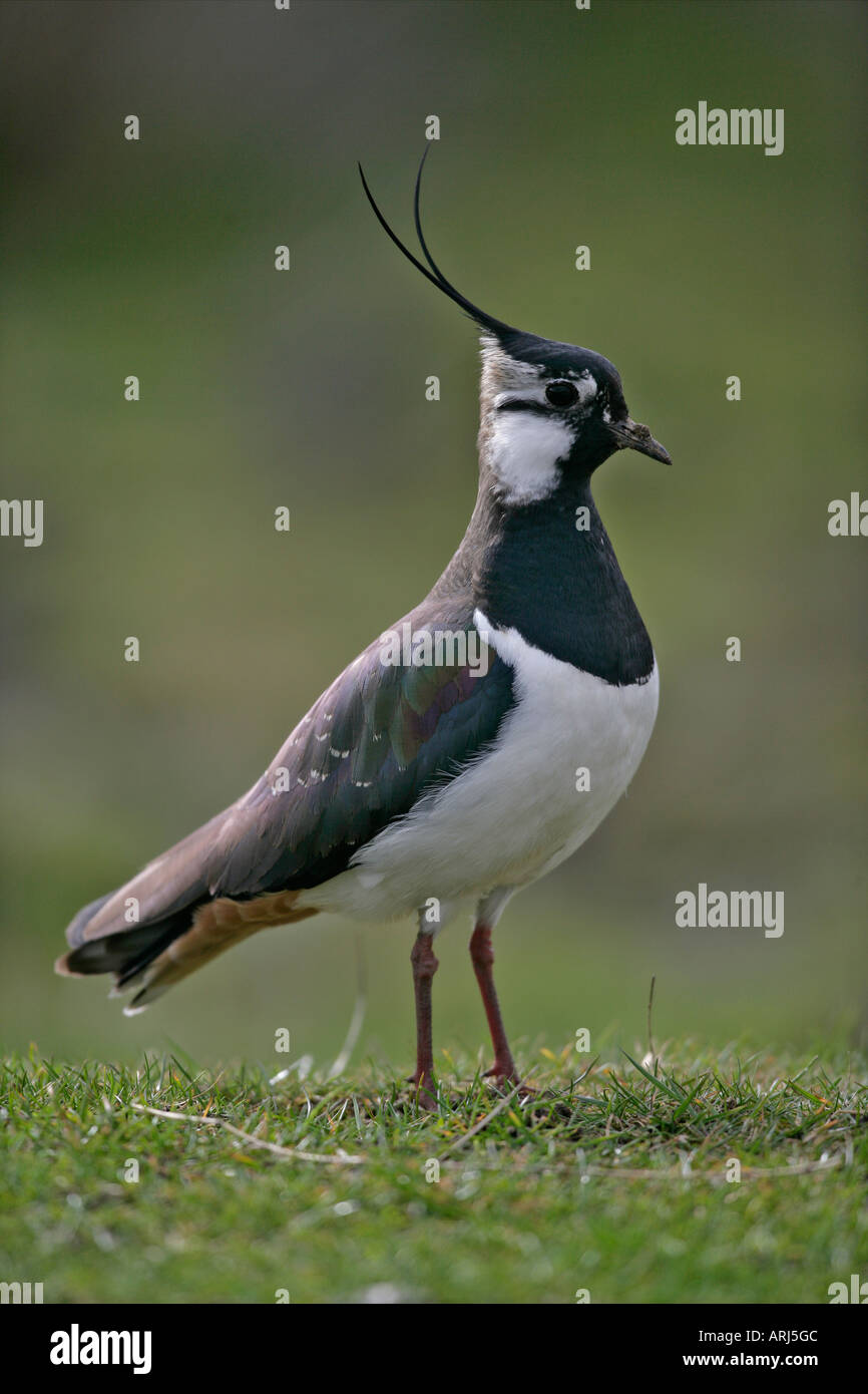Lapwing uk moorland hi-res stock photography and images - Alamy