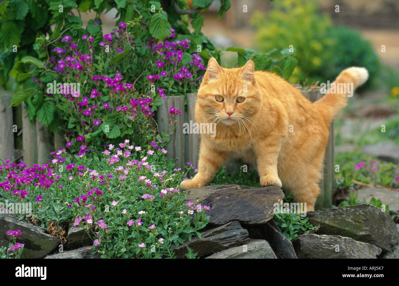 L tomcat hi-res stock photography and images - Alamy