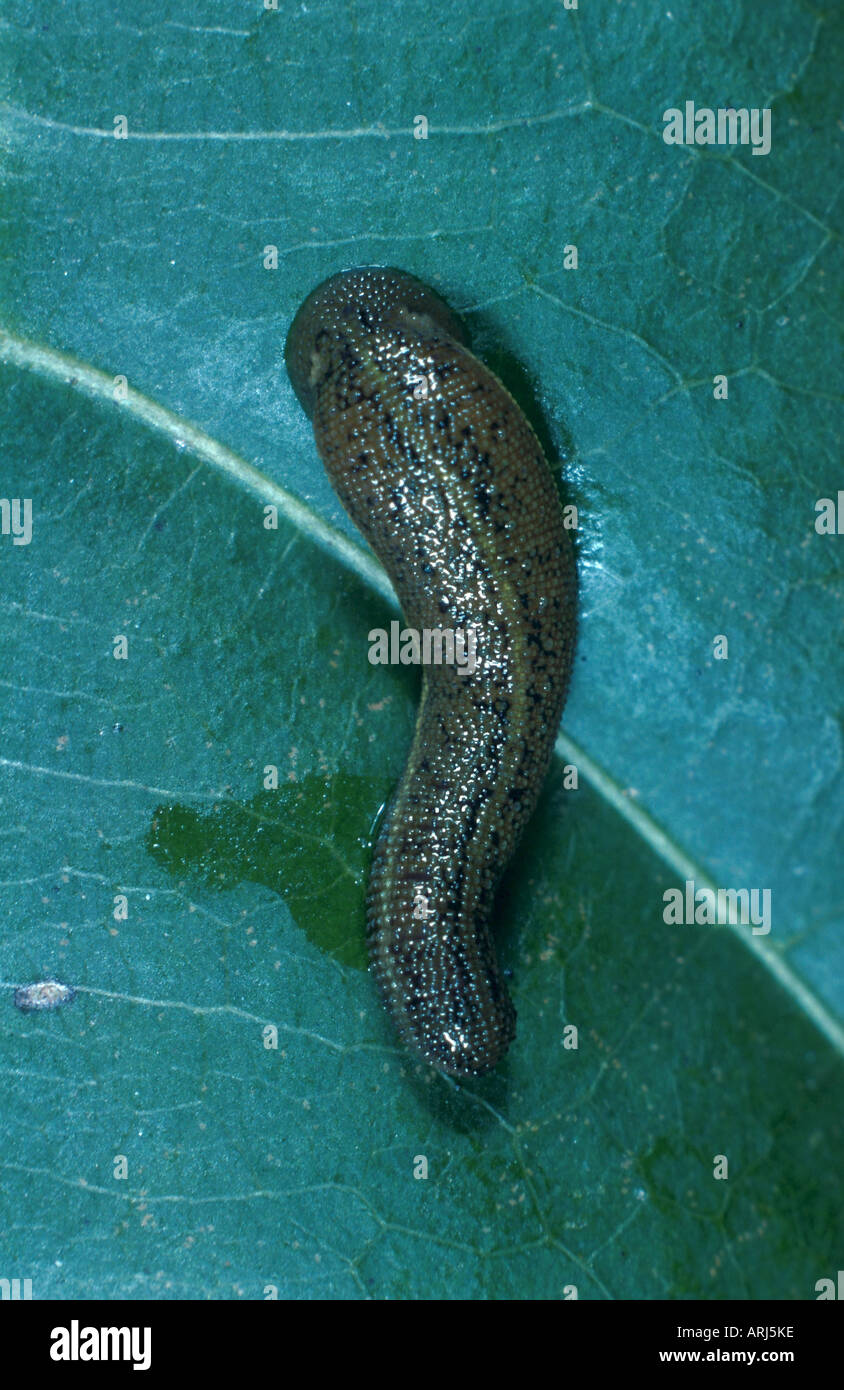 Haemadipsa hi-res stock photography and images - Alamy