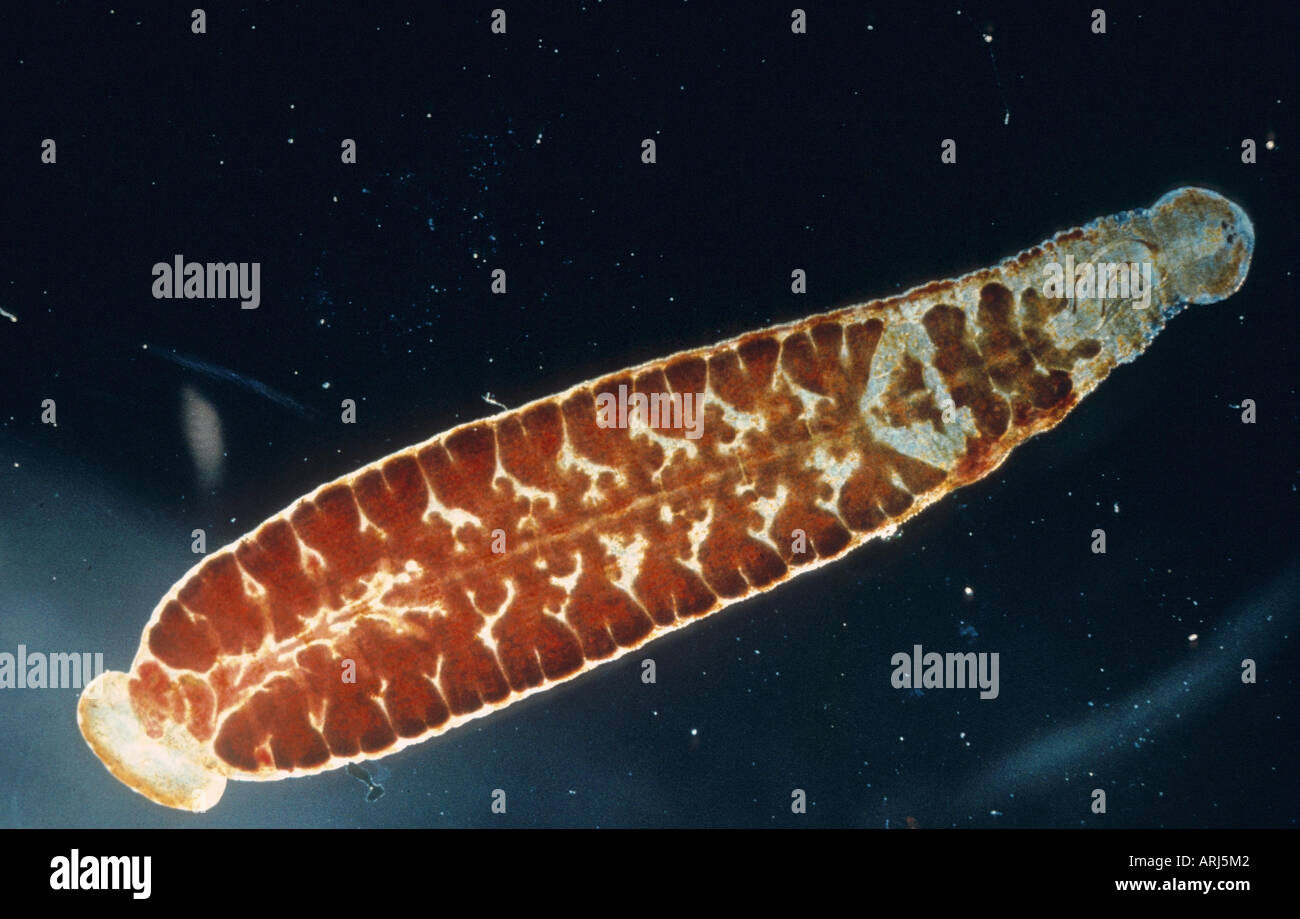 Hemiclepsis marginata hi-res stock photography and images - Alamy