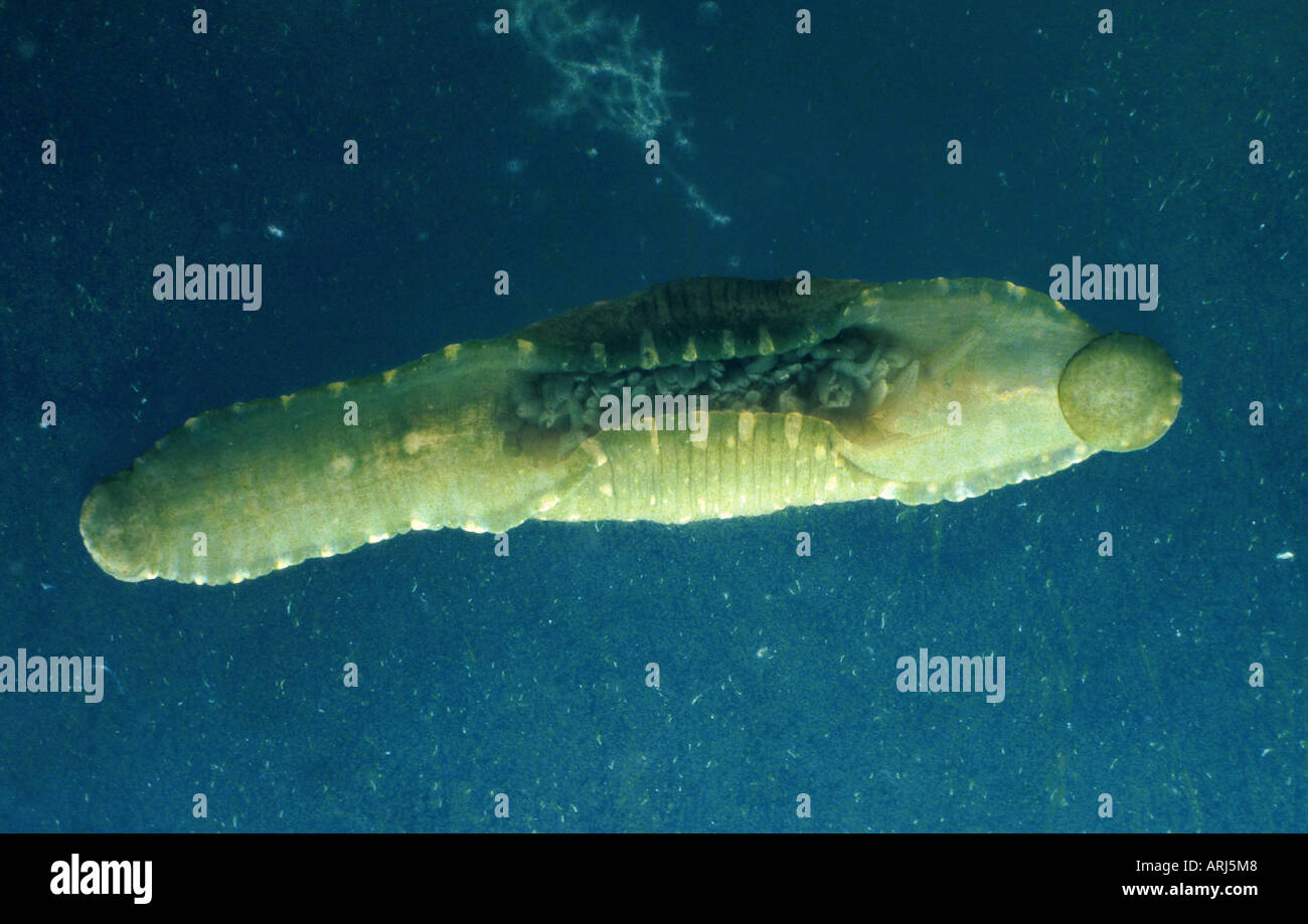 duck leech (Thermyzon tessulatum), female carrying young Stock Photo ...