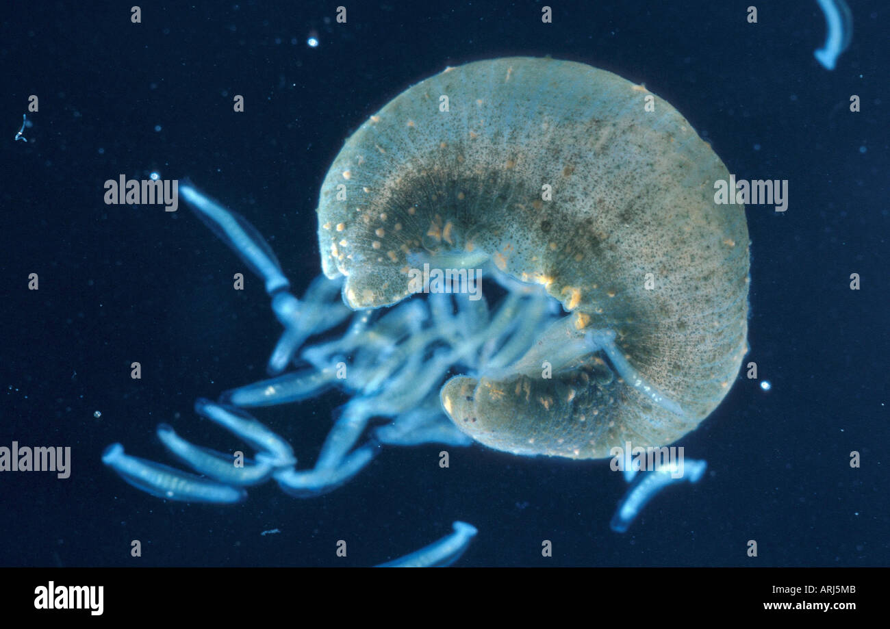 duck leech (Thermyzon tessulatum), female releases young Stock Photo ...