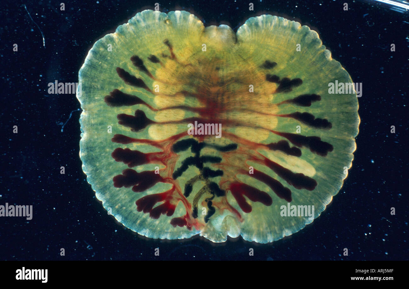 duck leech (Thermyzon tessulatum Stock Photo - Alamy