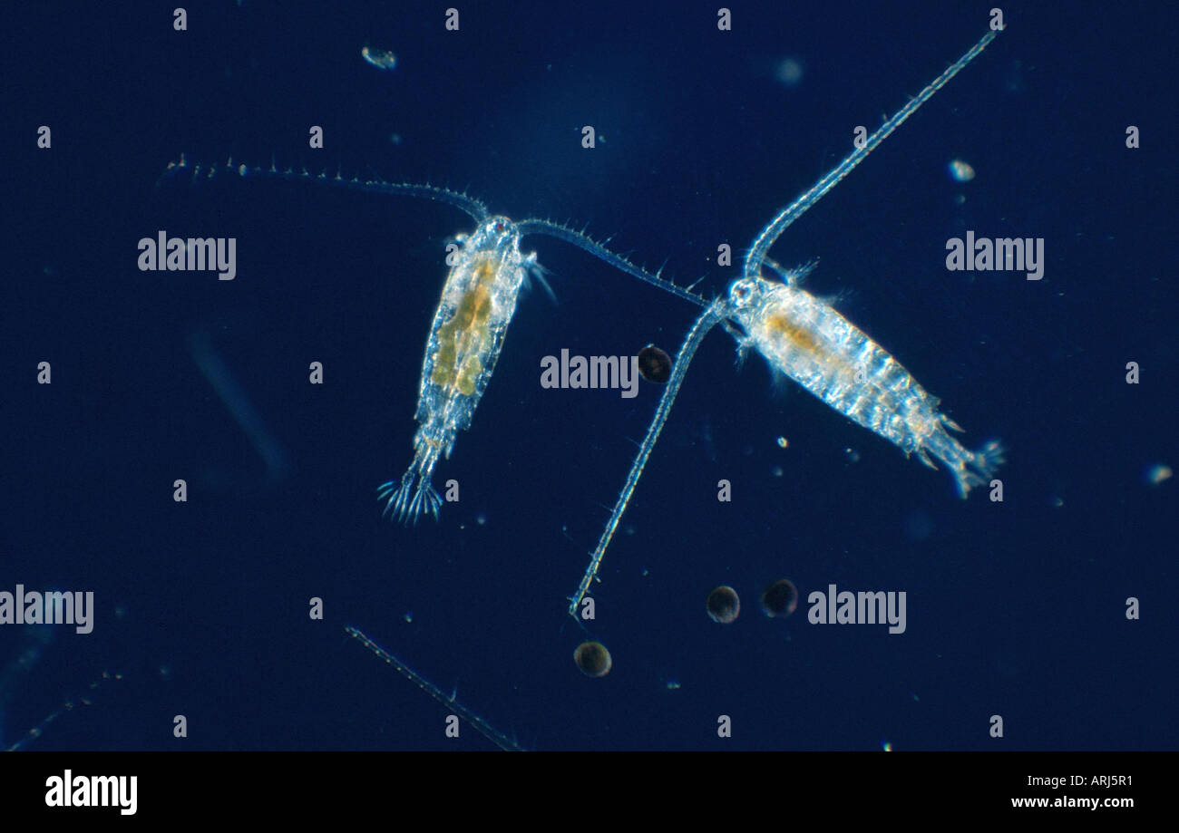 Calanoid copepod (eudiaptomus gracilis) hi-res stock photography and ...