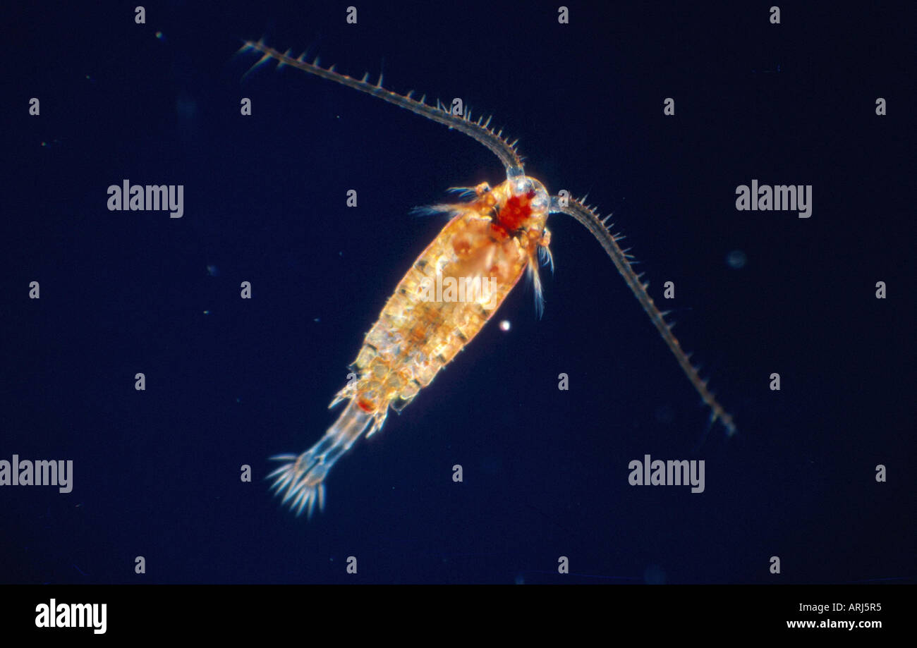 Calanoid copepod (eudiaptomus gracilis) hi-res stock photography and ...