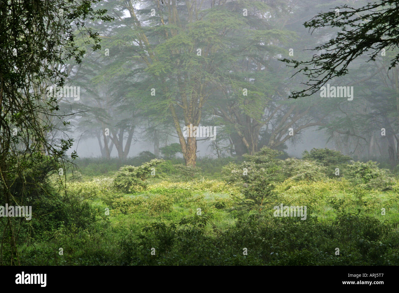 Fever Tree Forest Kenya High Resolution Stock Photography and Images ...