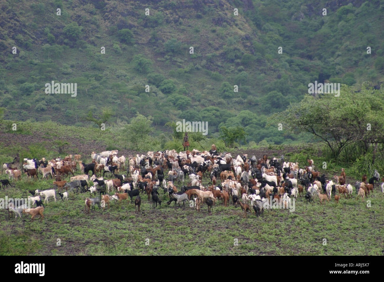 goat (Capra aegagrus f. hircus), herd, Sudan Stock Photo - Alamy