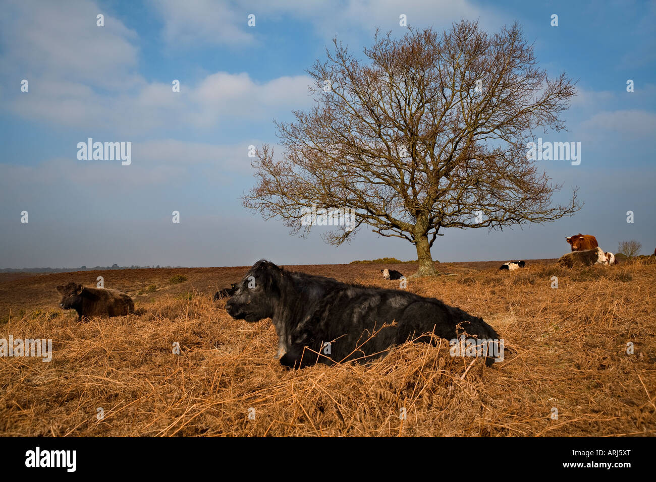 Cattle under tree hi-res stock photography and images - Alamy