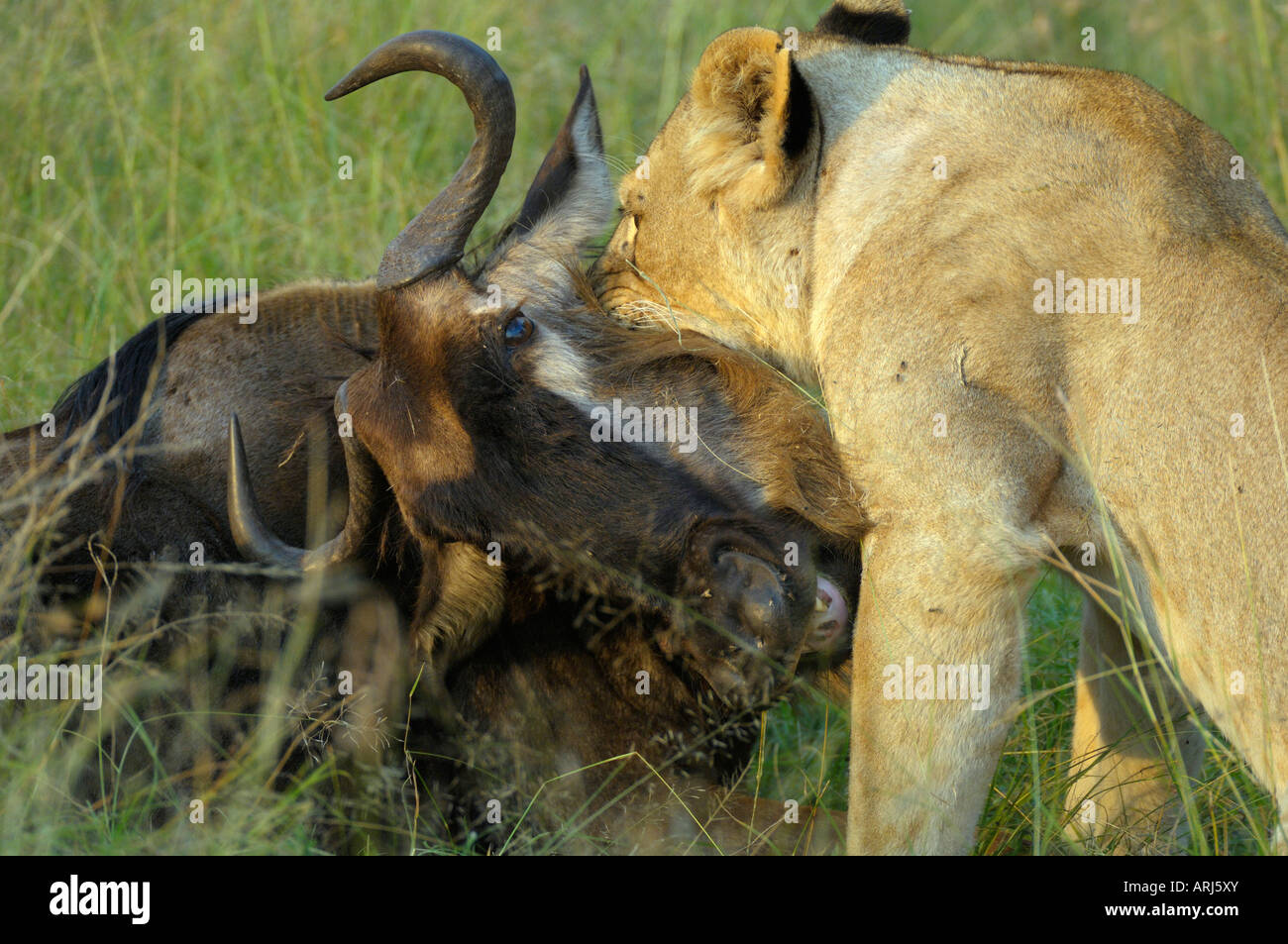 Lion at a wildebeest kill, Serengeti, Tanzania Stock Photo - Alamy