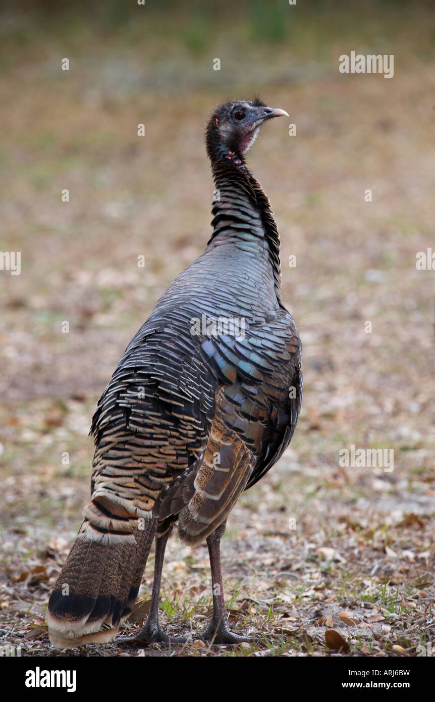 A wild Turkey stands with his back to the photographer looking back ...