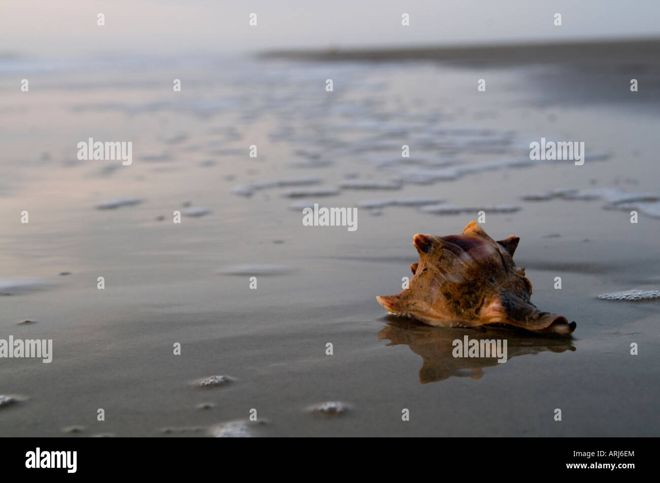 Whelk hi-res stock photography and images - Alamy