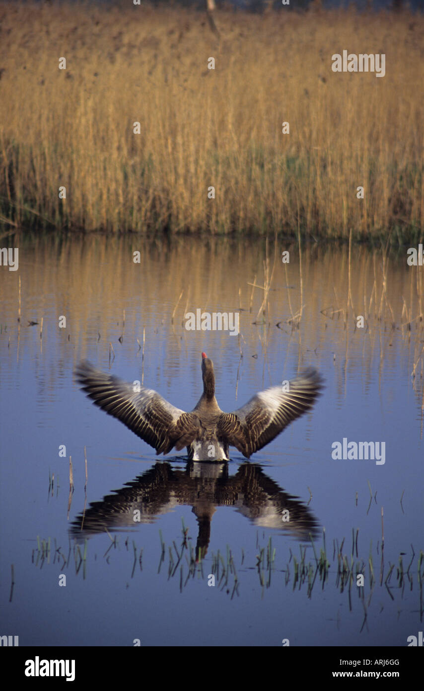 Greylag goose (anser anser) stretching its wings on a pool at RSPB ...