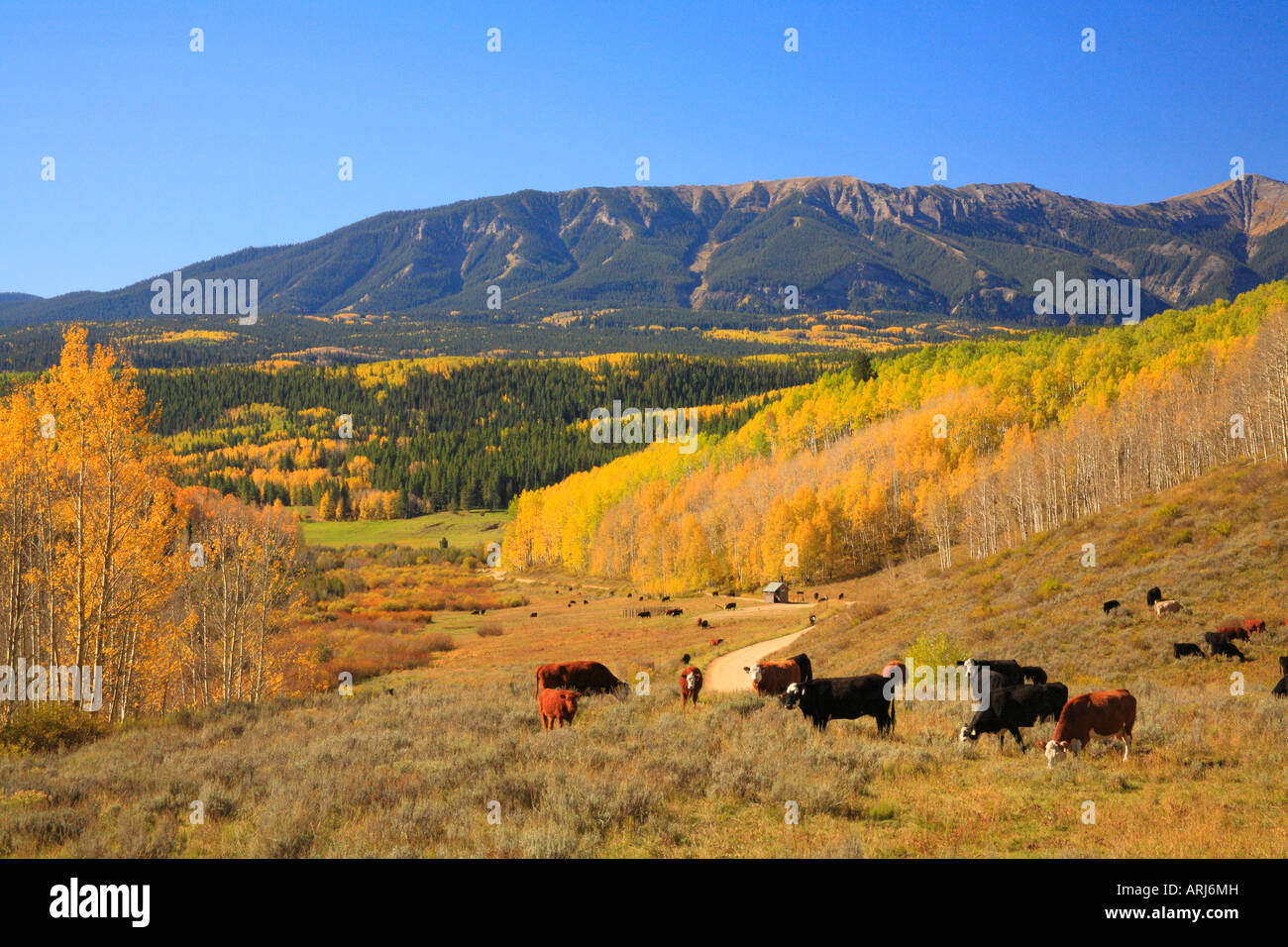 Ohio Creek Pass Road, Gunnison, Colorado, USA Stock Photo - Alamy