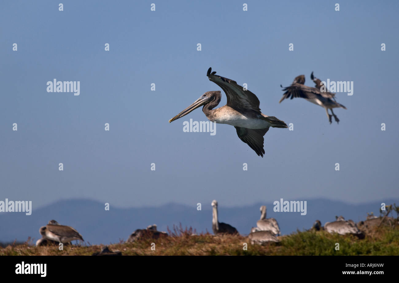 BROWN PELICANS Pelecanus Occidentalis an endangered species in flight ...